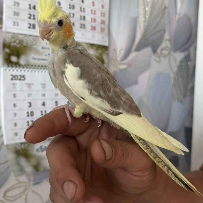 Попугай корелла
