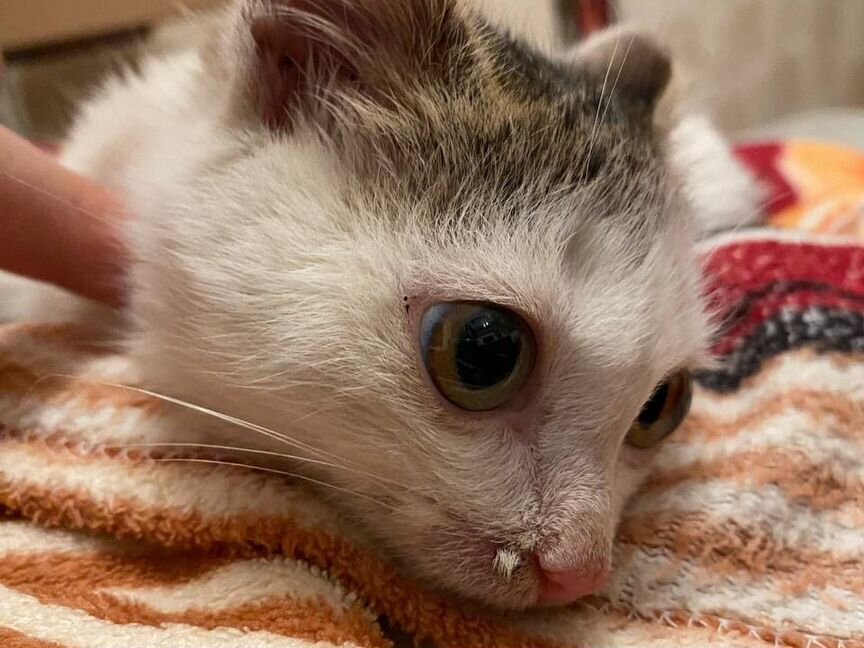 Котята в добрые руки бесплатно