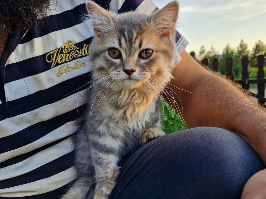 Кот, Шотландский тигровый