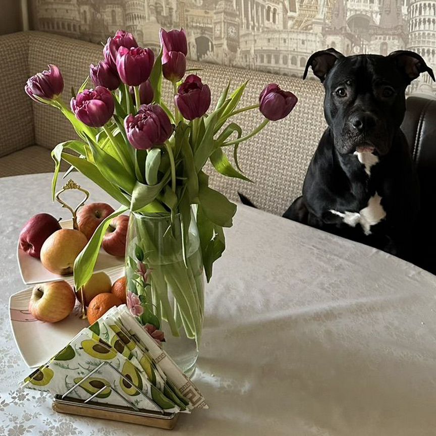 Американский питбультерьер, взрослый пёс