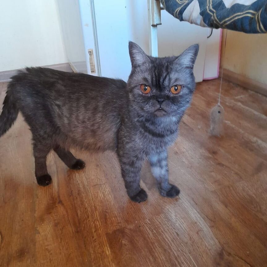 Шотландская кошка
