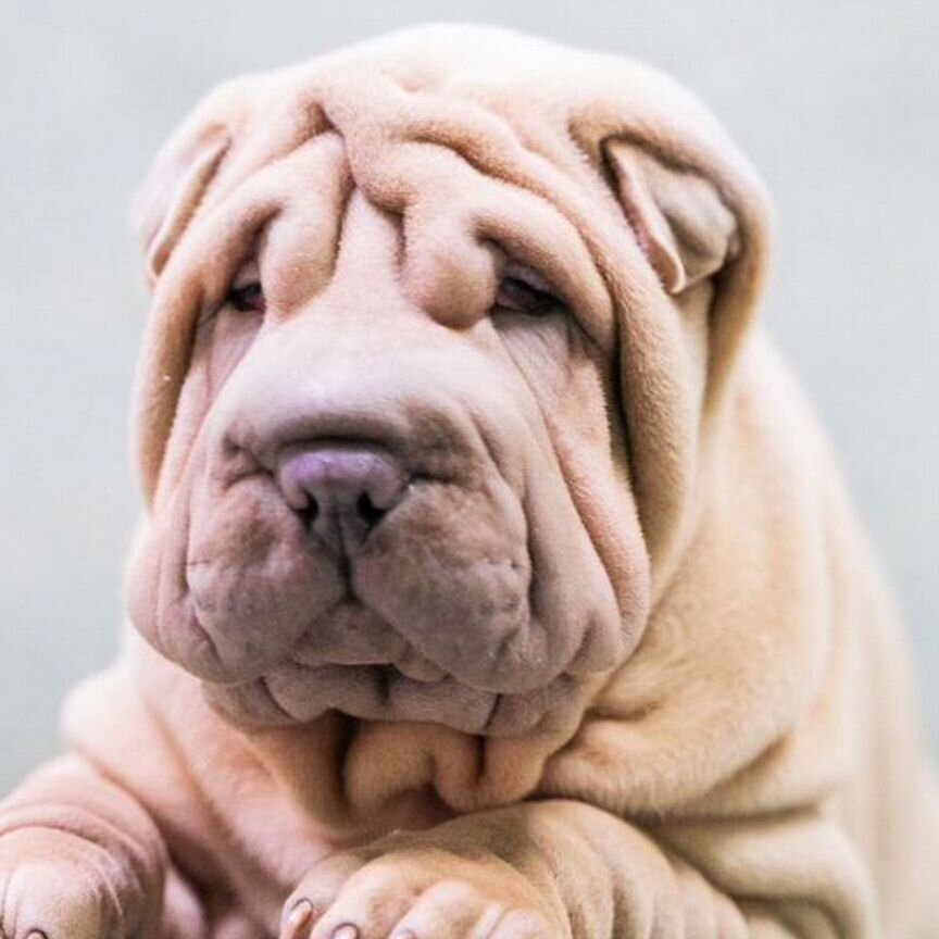 Шарпей, щенок