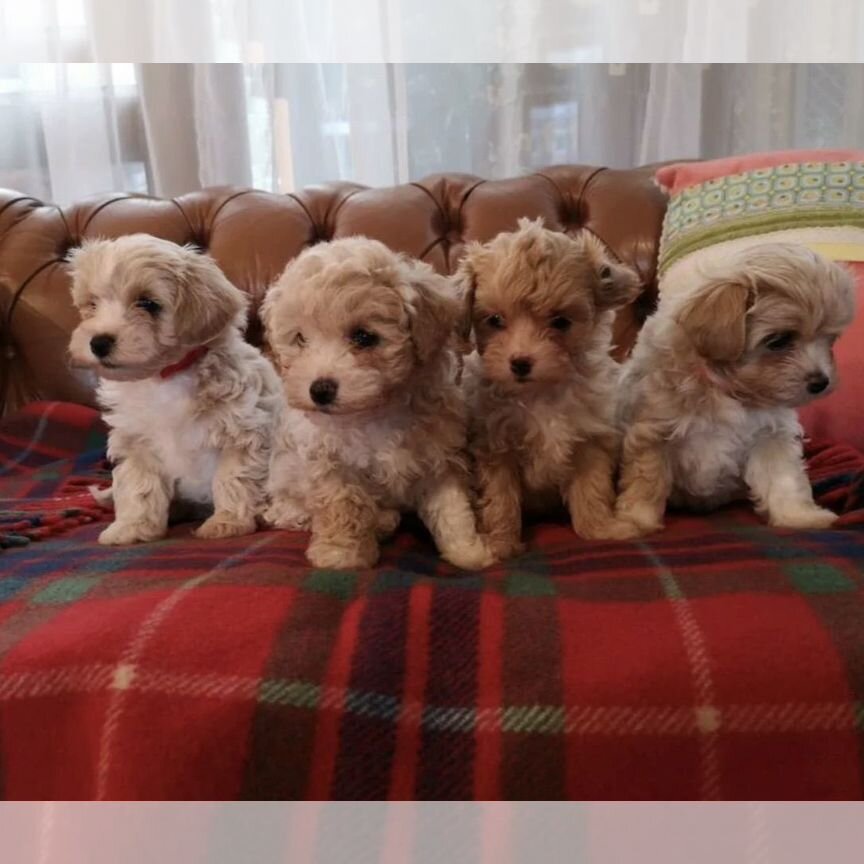 Мальтипу, щенок