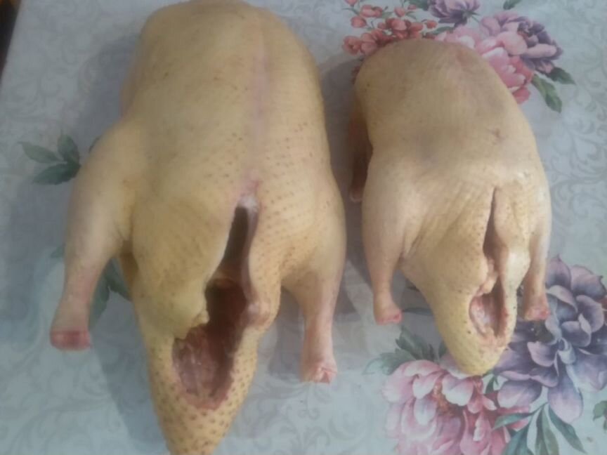 Домашние индоутки