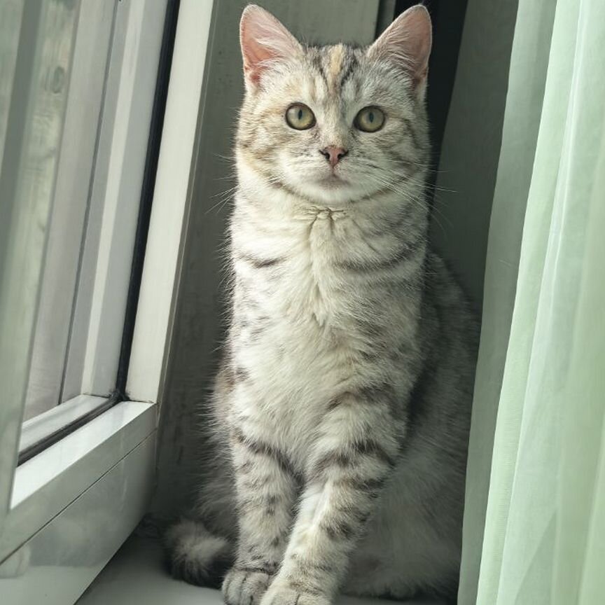 Тайский котёнок