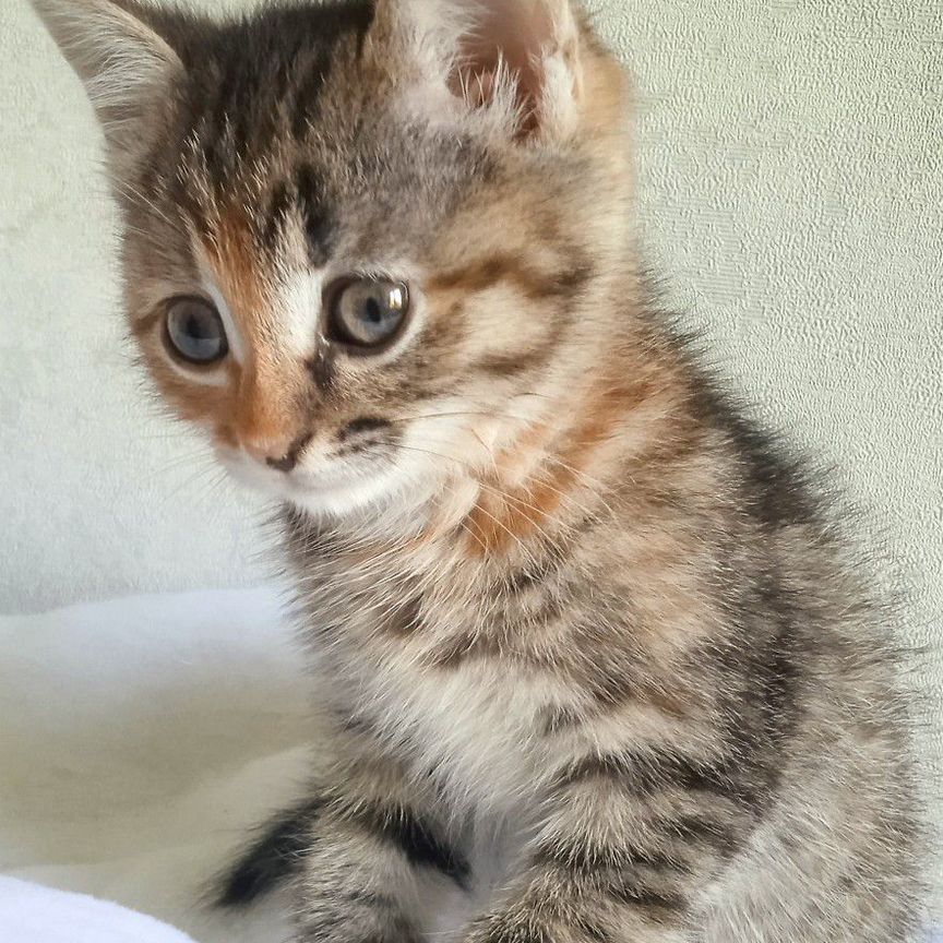 Чудесная девочка котёнок в происках дома