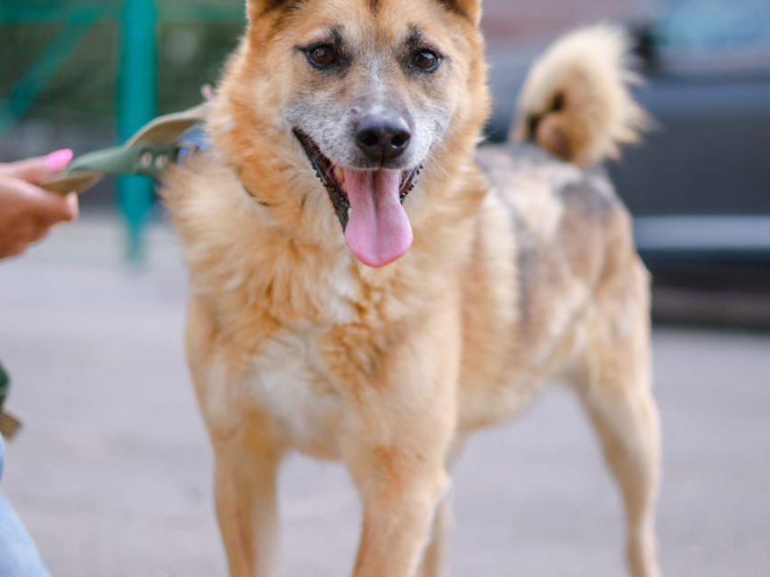 Маленький Радик ищет дом