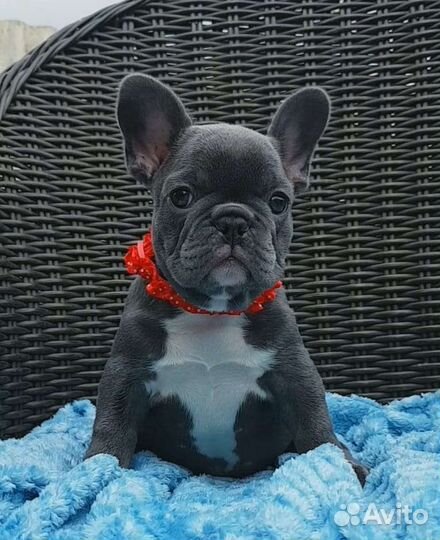 Французский бульдог щенки голубой изабелла