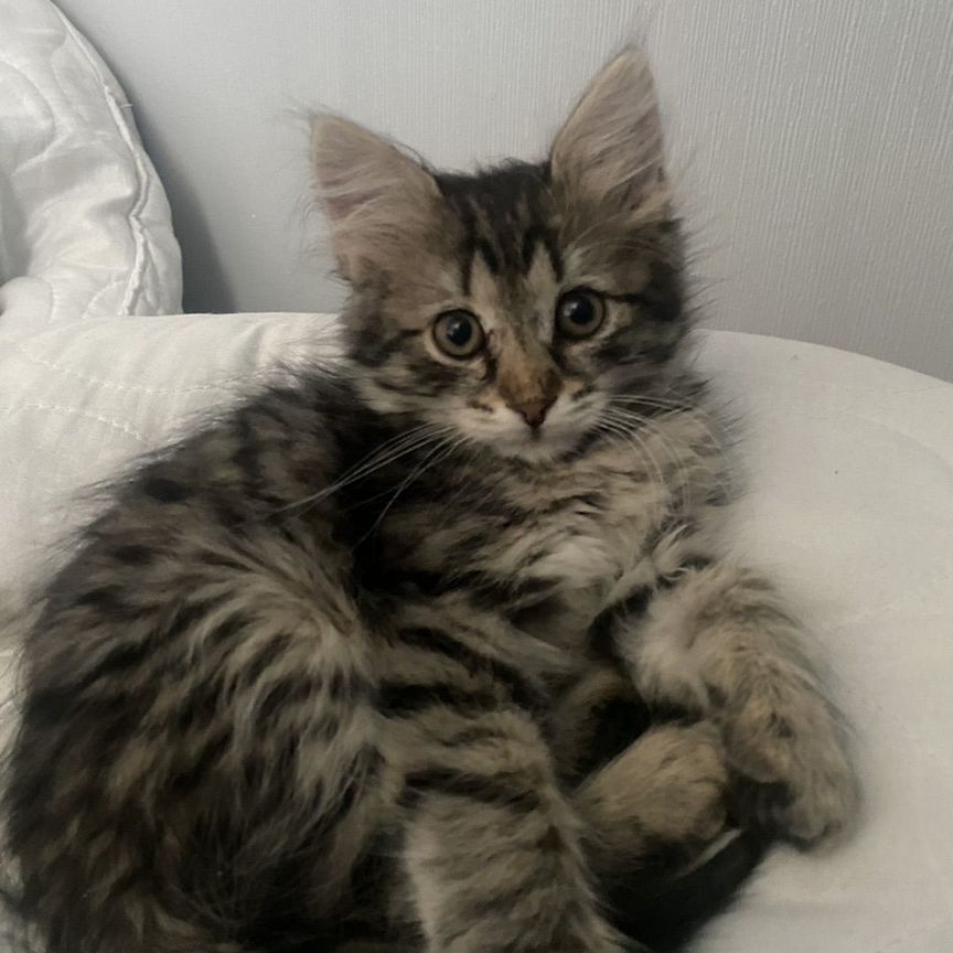 Кошечка