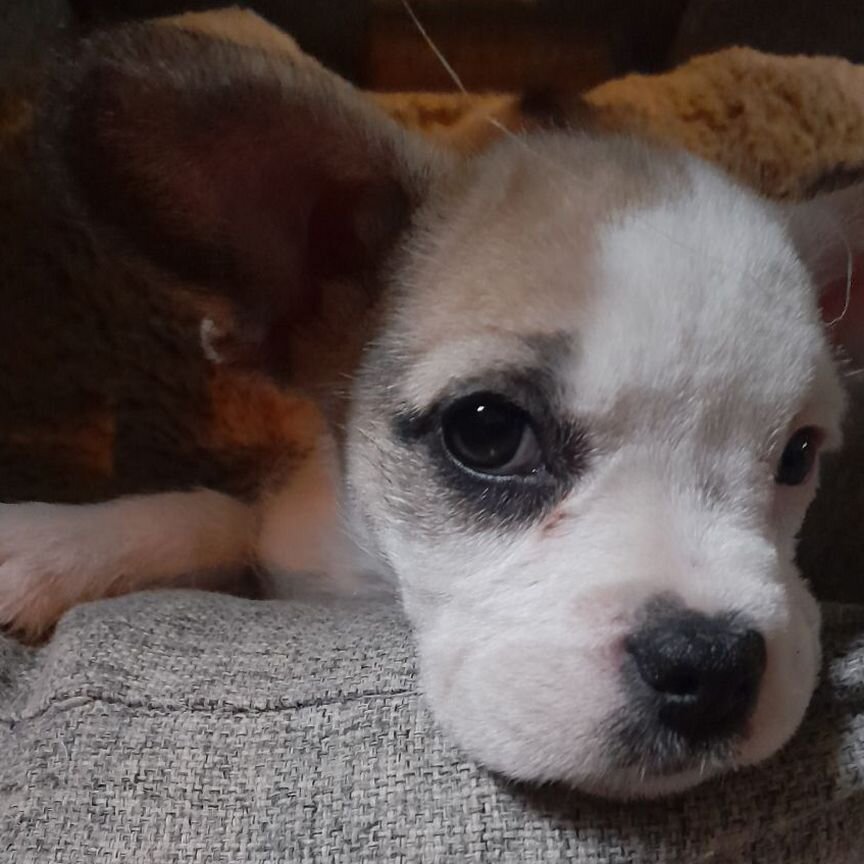 Французский бульдог, щенок