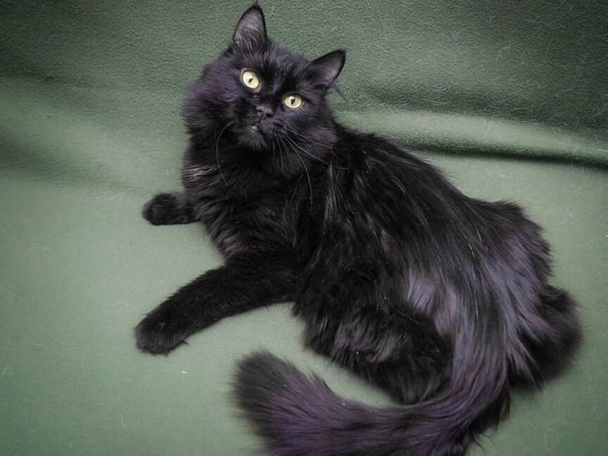 Марта (1 годик) очень нежная и спокойная девочка