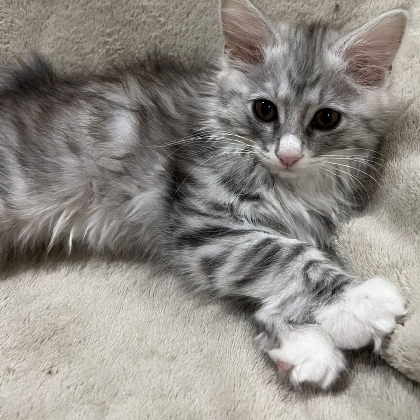 Котенок курильский бобтейл