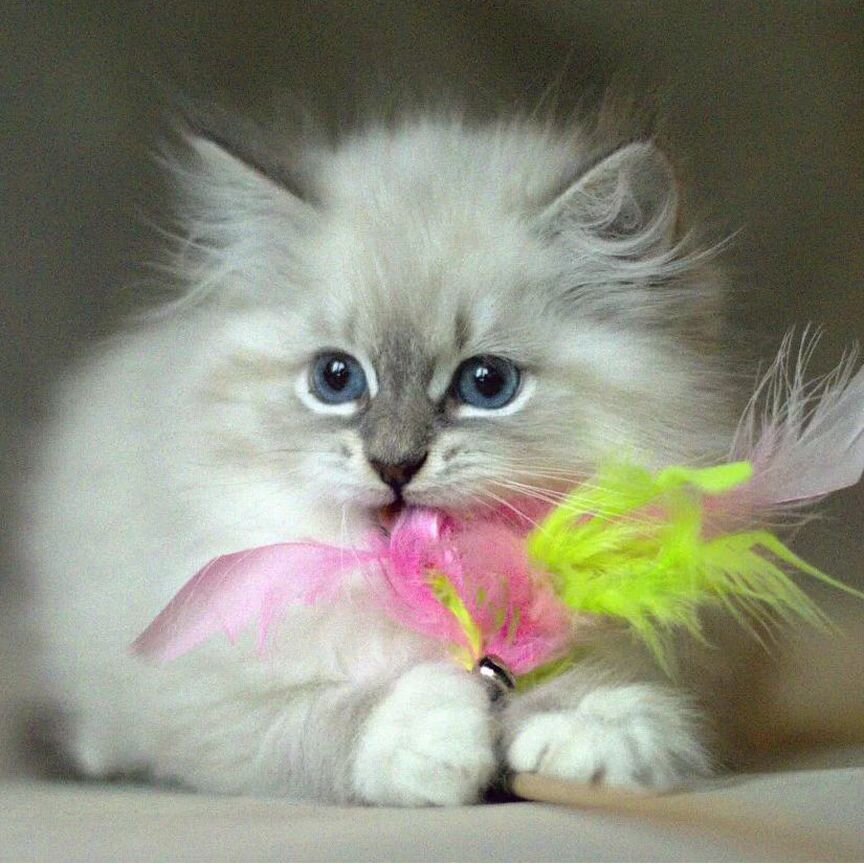 Котенок невский маскарадный