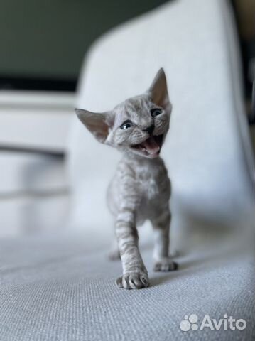 Девон-рекс котята