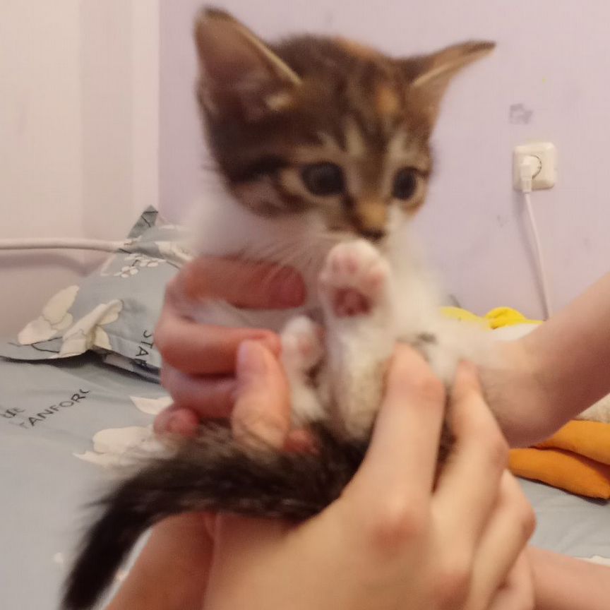 Котёнок в добрые руки