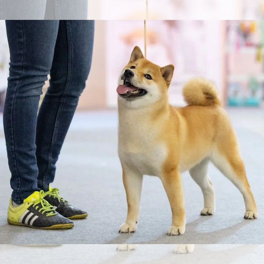 Сиба-ину, щенок