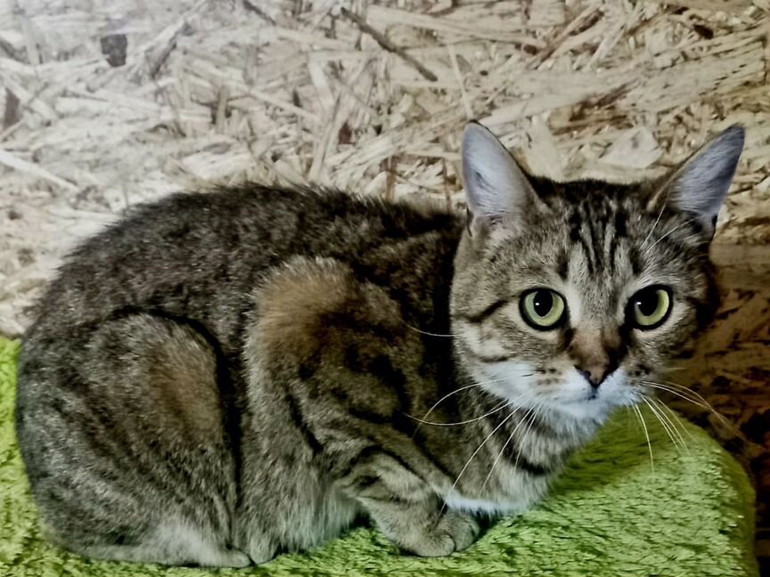 Кошки в добрые руки