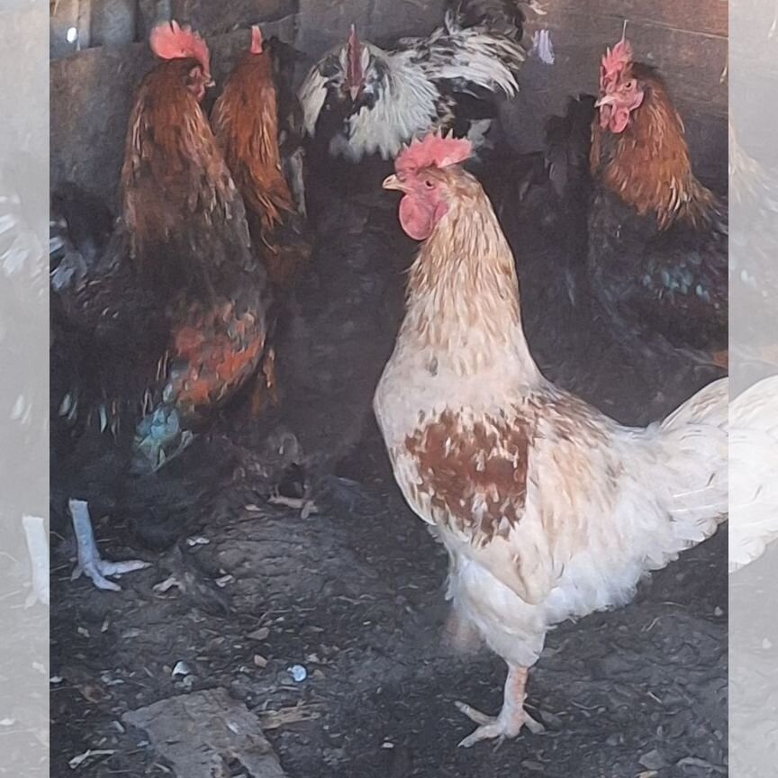 Продам домашних петухов