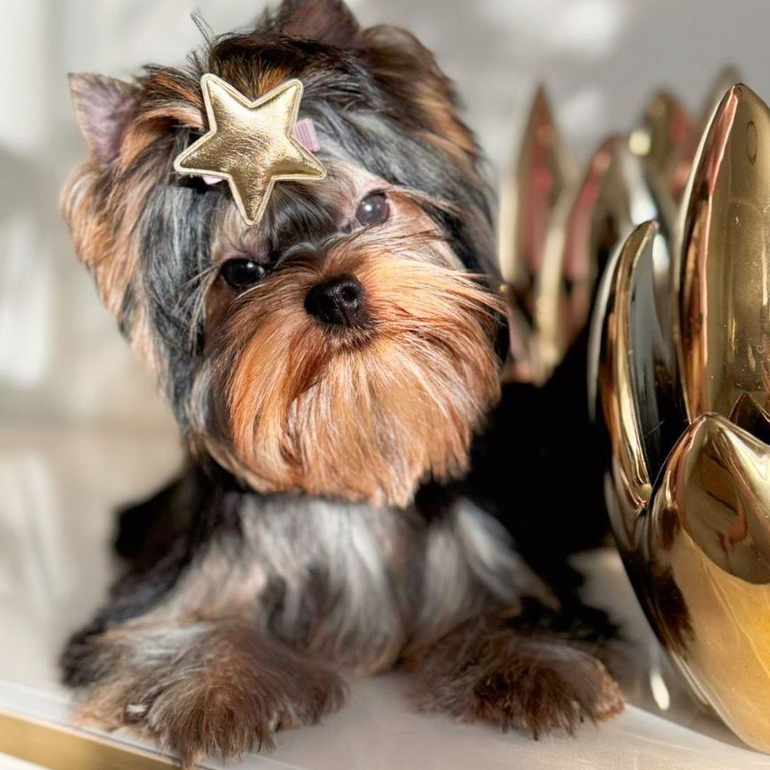 Щенки для ценителей прекрасного