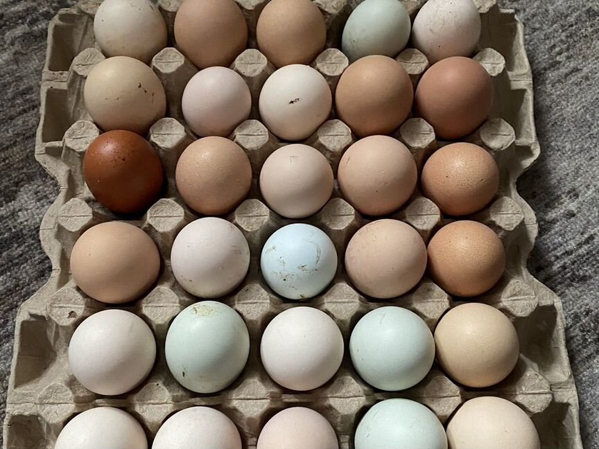 Инкубационное яйцо микс