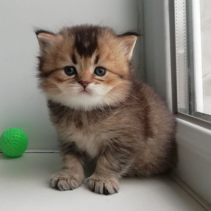 Шотландский прямоухий длинношёрстный котёнок