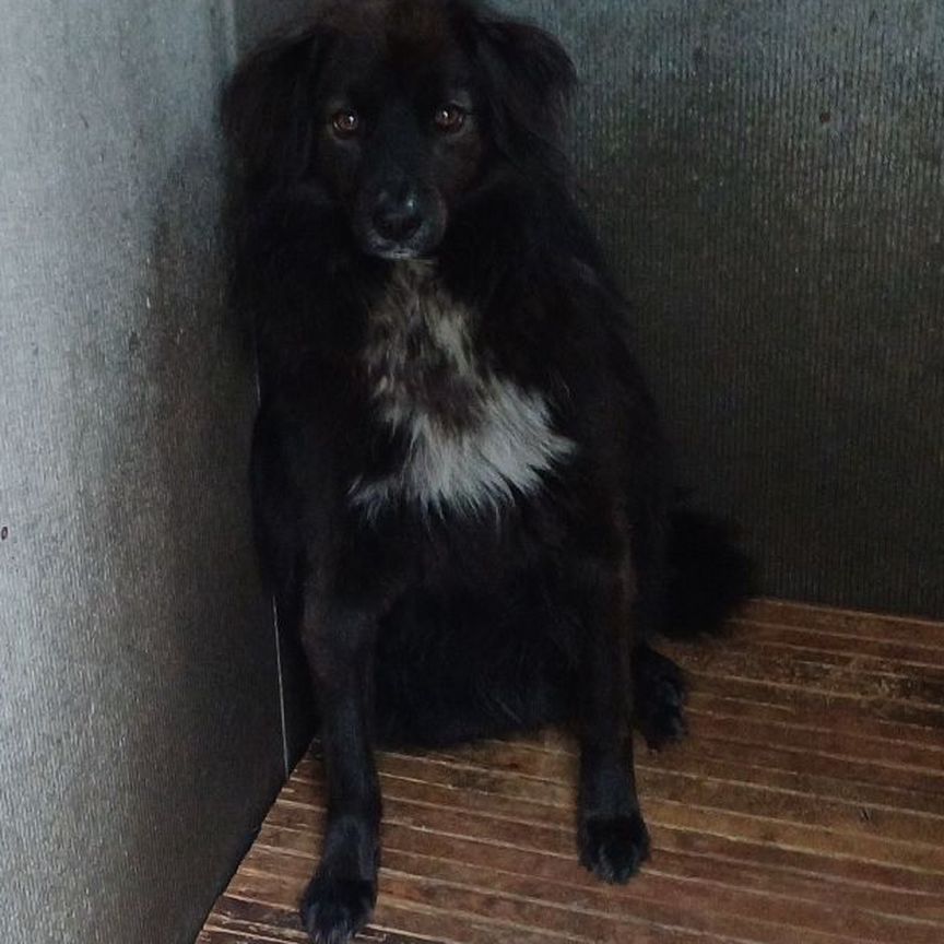 Собачки в добрые руки