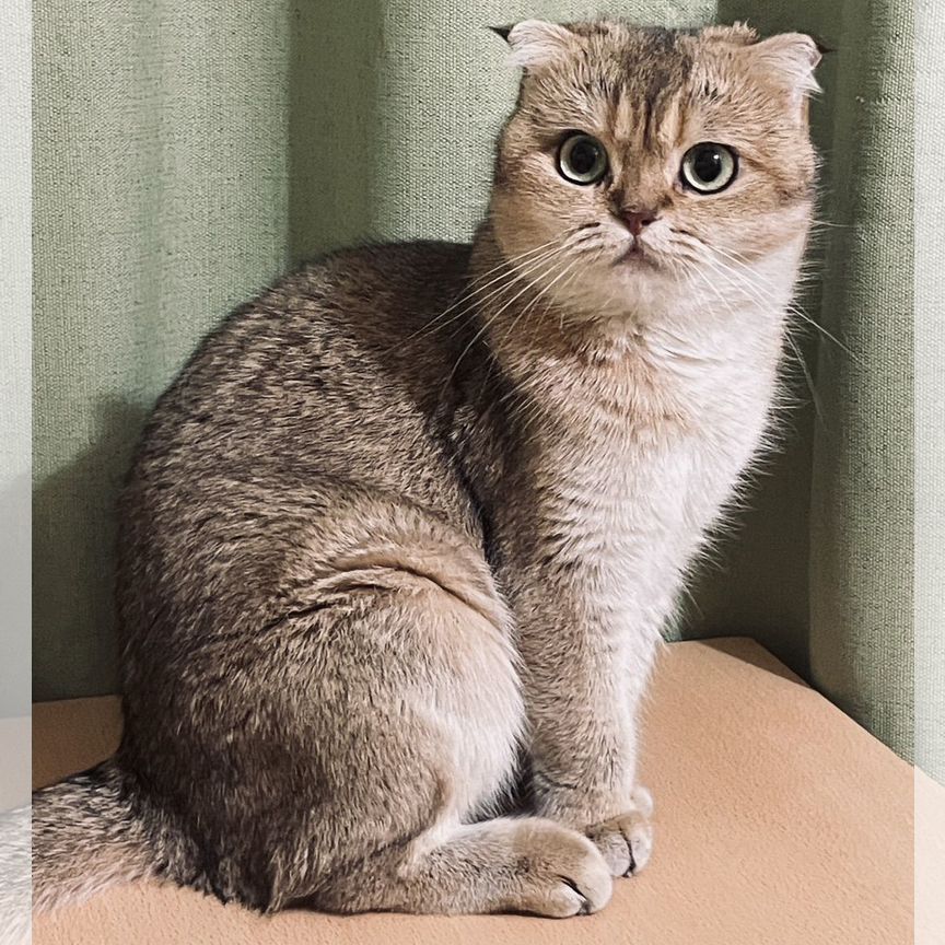 Шотландская золотая шиншилла