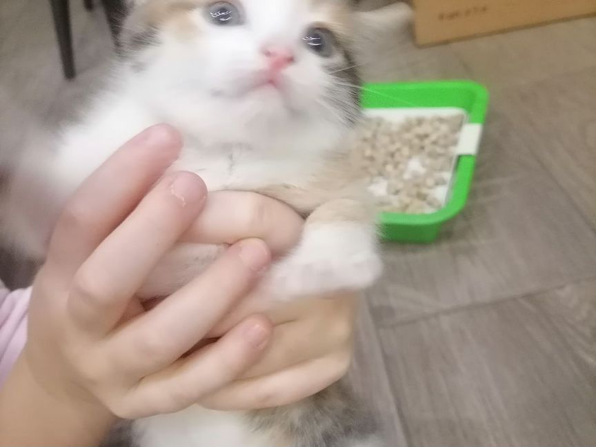 Котята малышки