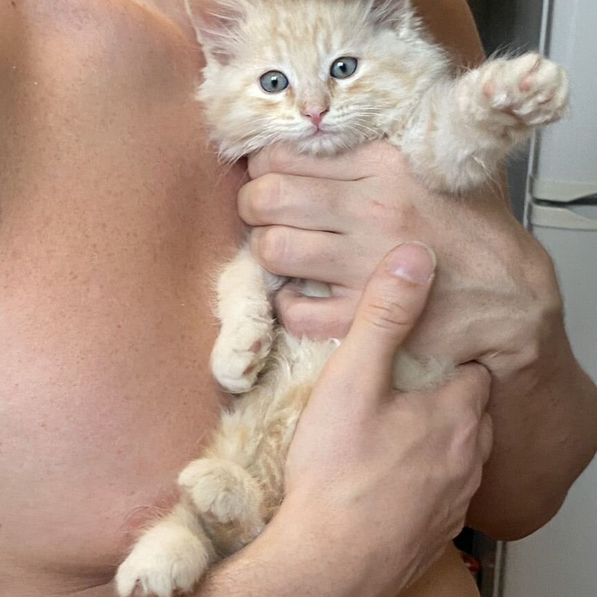 Рыжий котенок