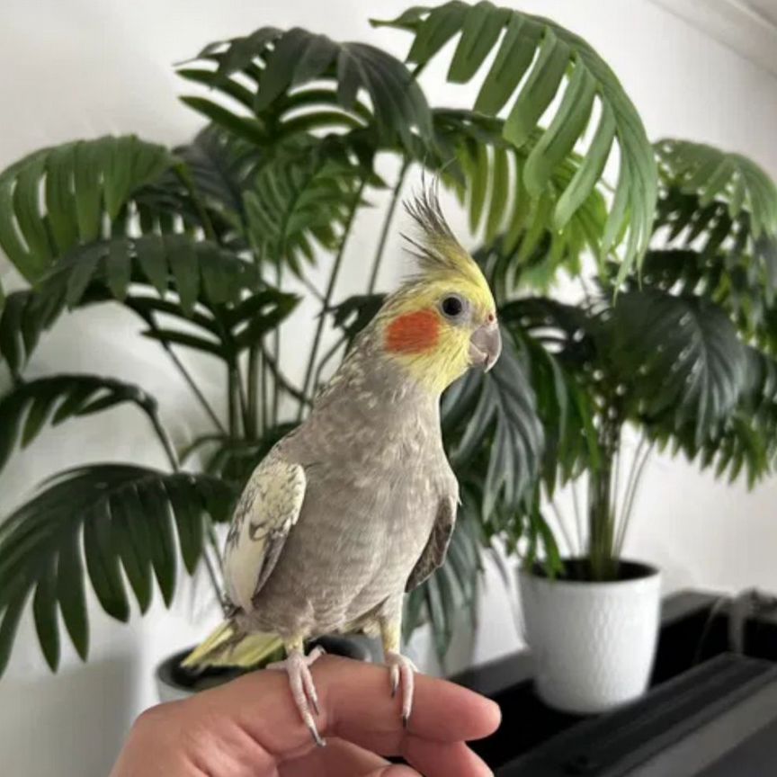 Попугай корелла