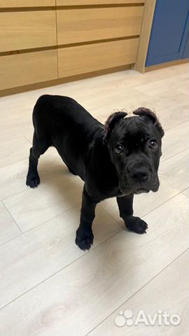 Кане Корсо щенок кобель