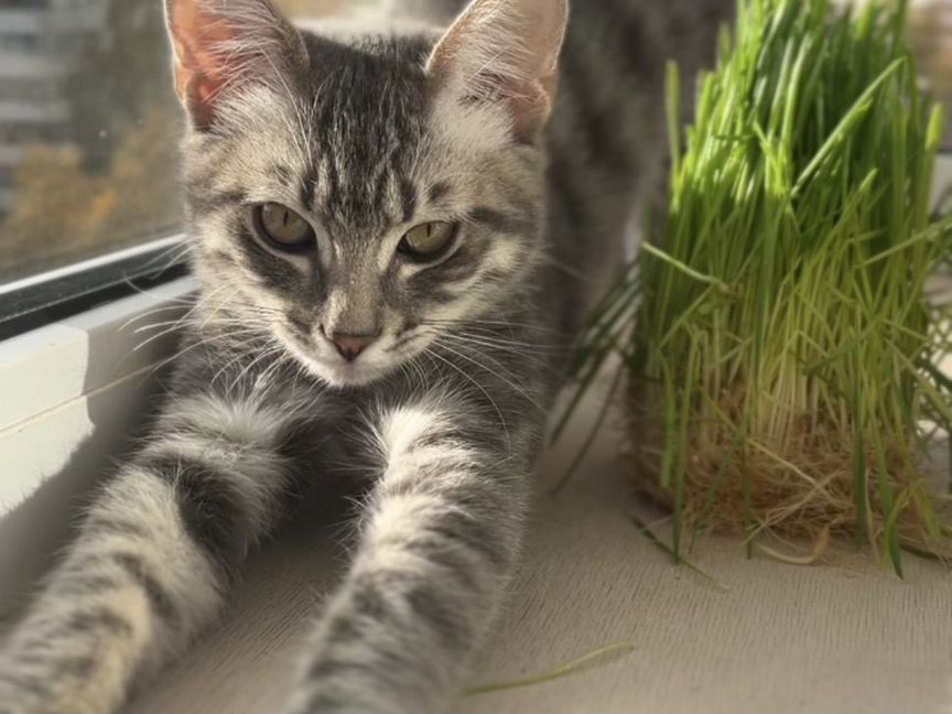 Котенок 4 мес