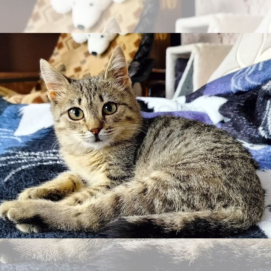 Котёнок в добрые руки