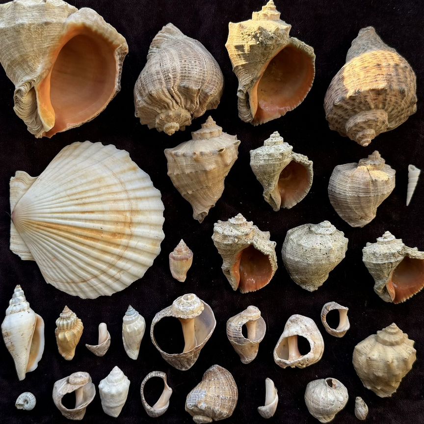 Морские ракушки