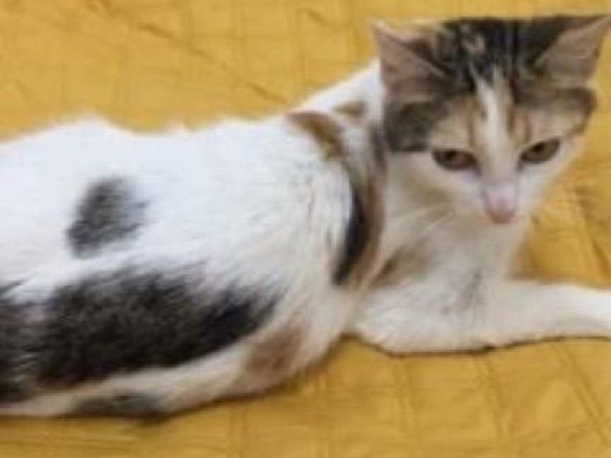 Кошка Лиза в добрые руки бесплатно