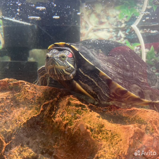 Красноухая черепаха