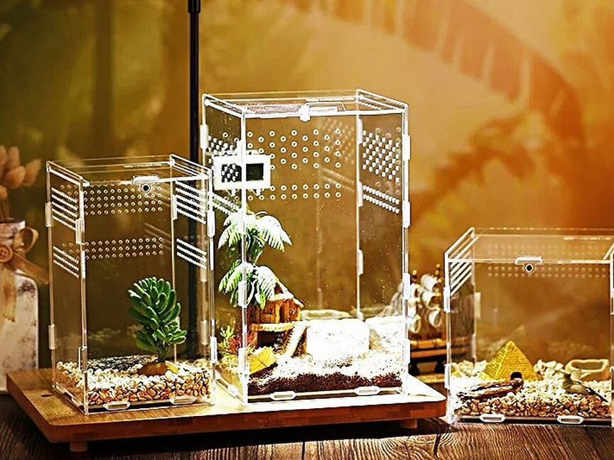 Террариум богомола, палочника, аквариум инсектарий