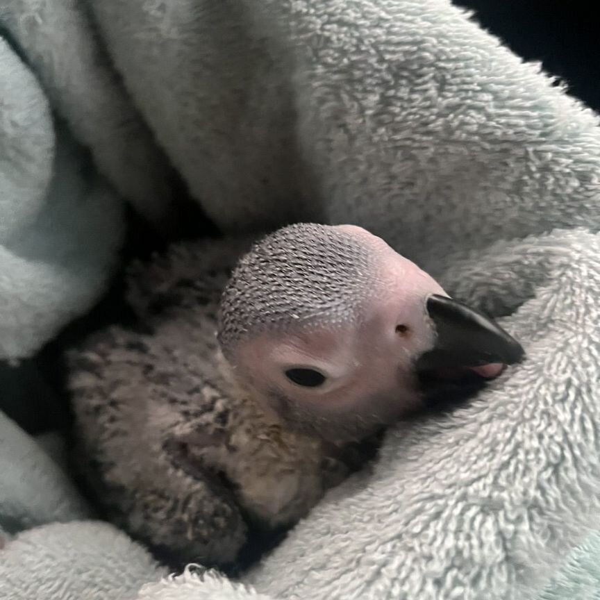 Попугай выкормыш ручной