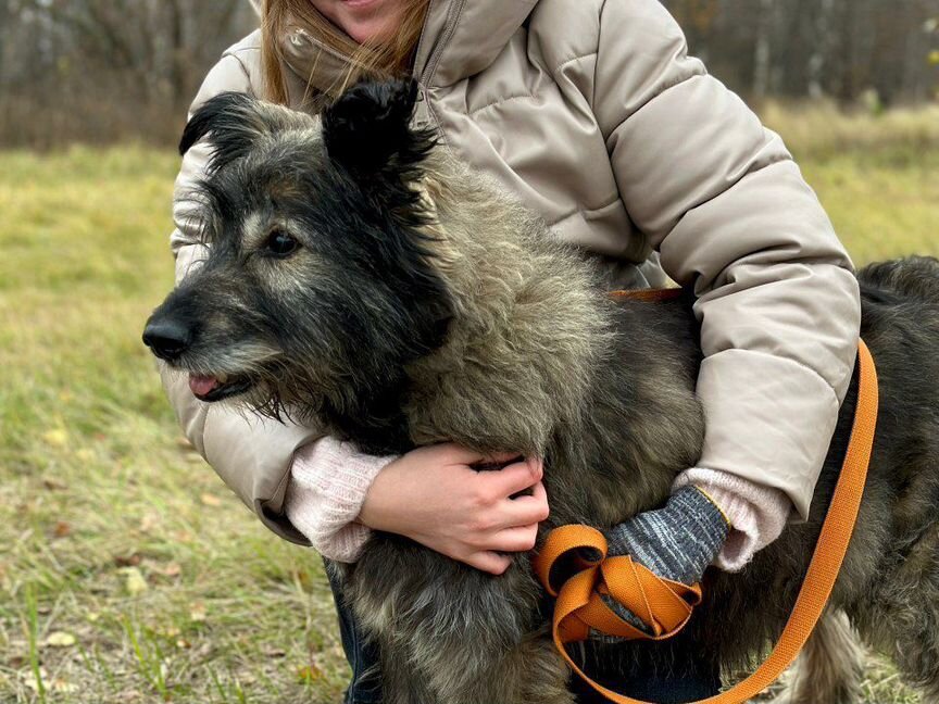 Пушистый старичок Рекс
