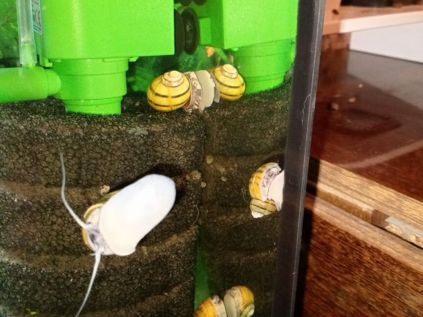 Улитка спикси