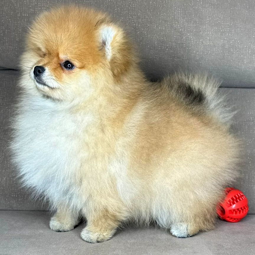 Померанский шпиц, щенок