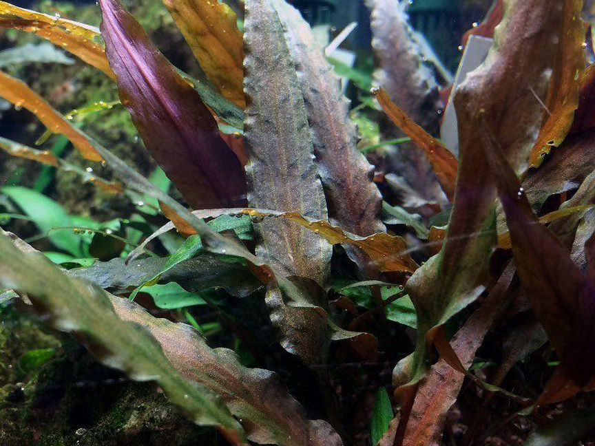 Криптокорина вендта