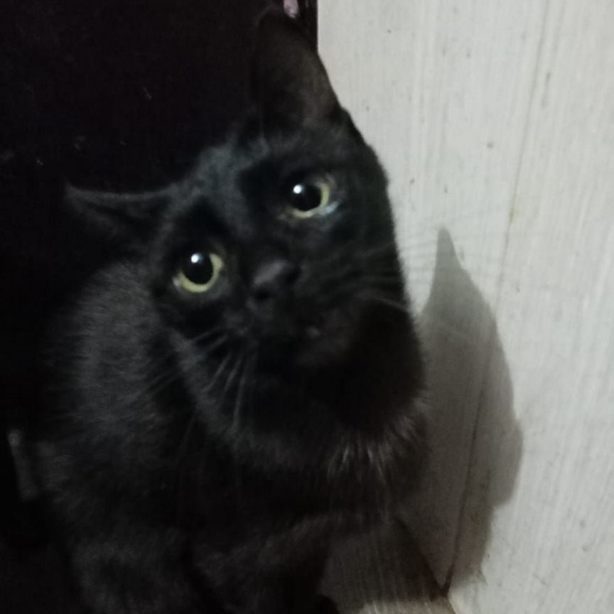 Котик в добрые руки