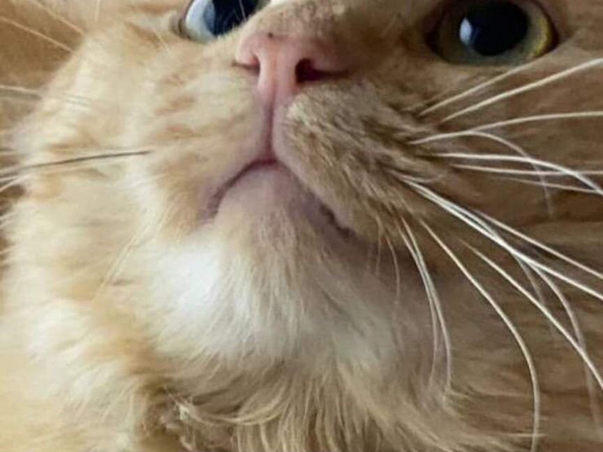 Мягкий, пушистый малыш Санни любит всех и каждого