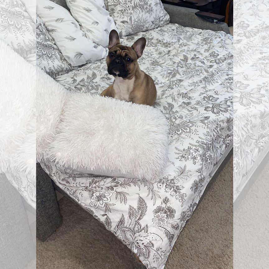 Французский бульдог, вязка