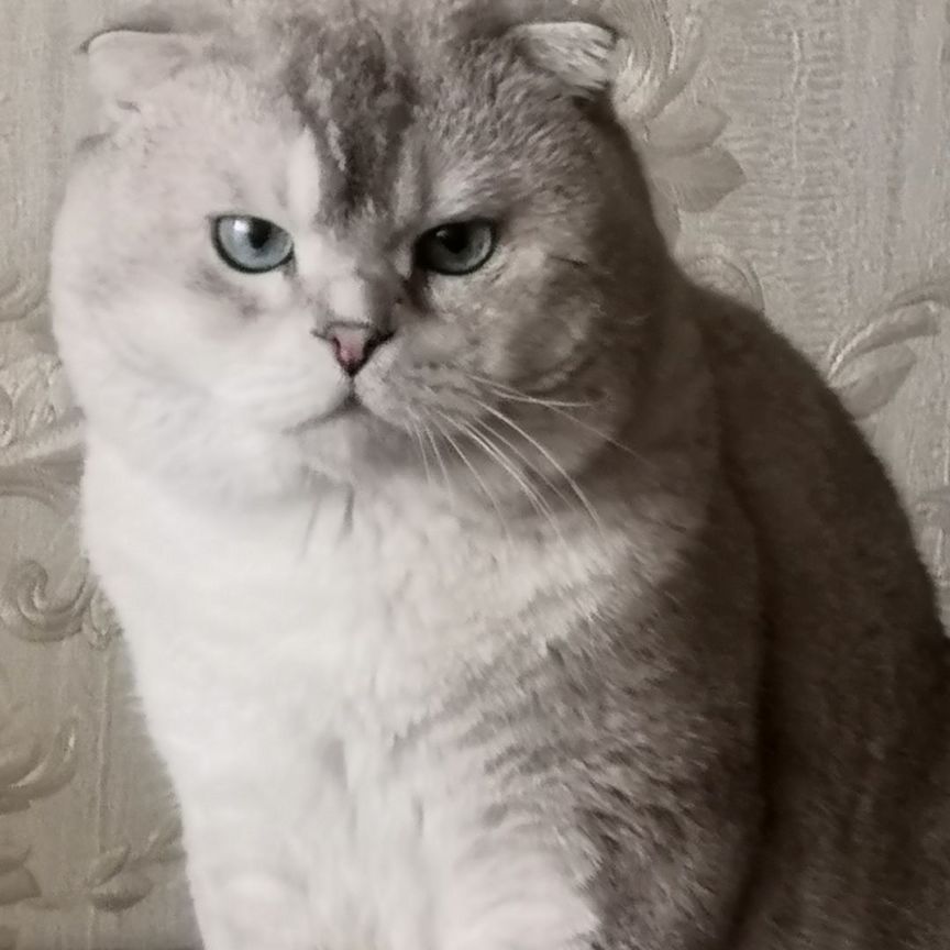 Котик и кошка ищут заботливого хозяина