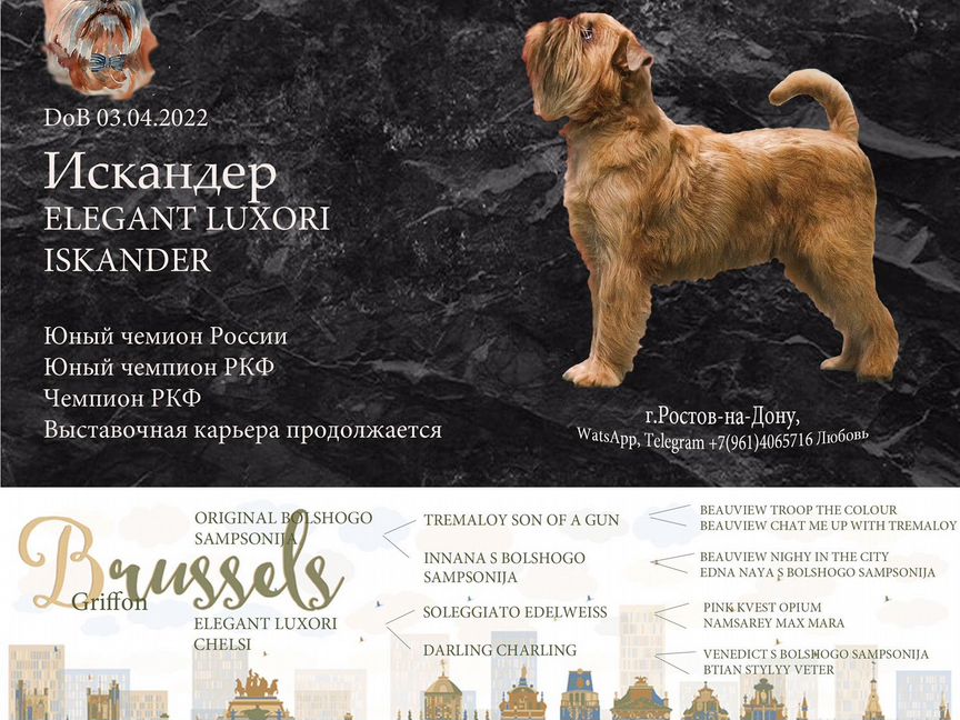 Брюссельский гриффон. Вязка