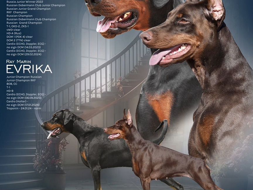 Щенки добермана