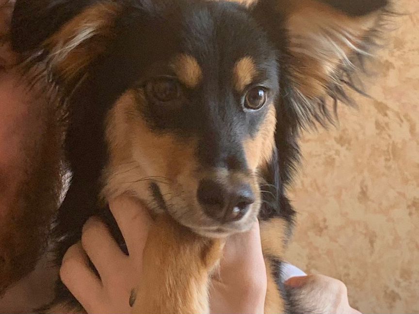 Отдам в добрые руки