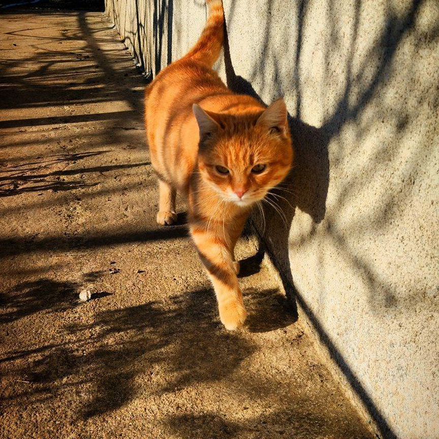 Кот
